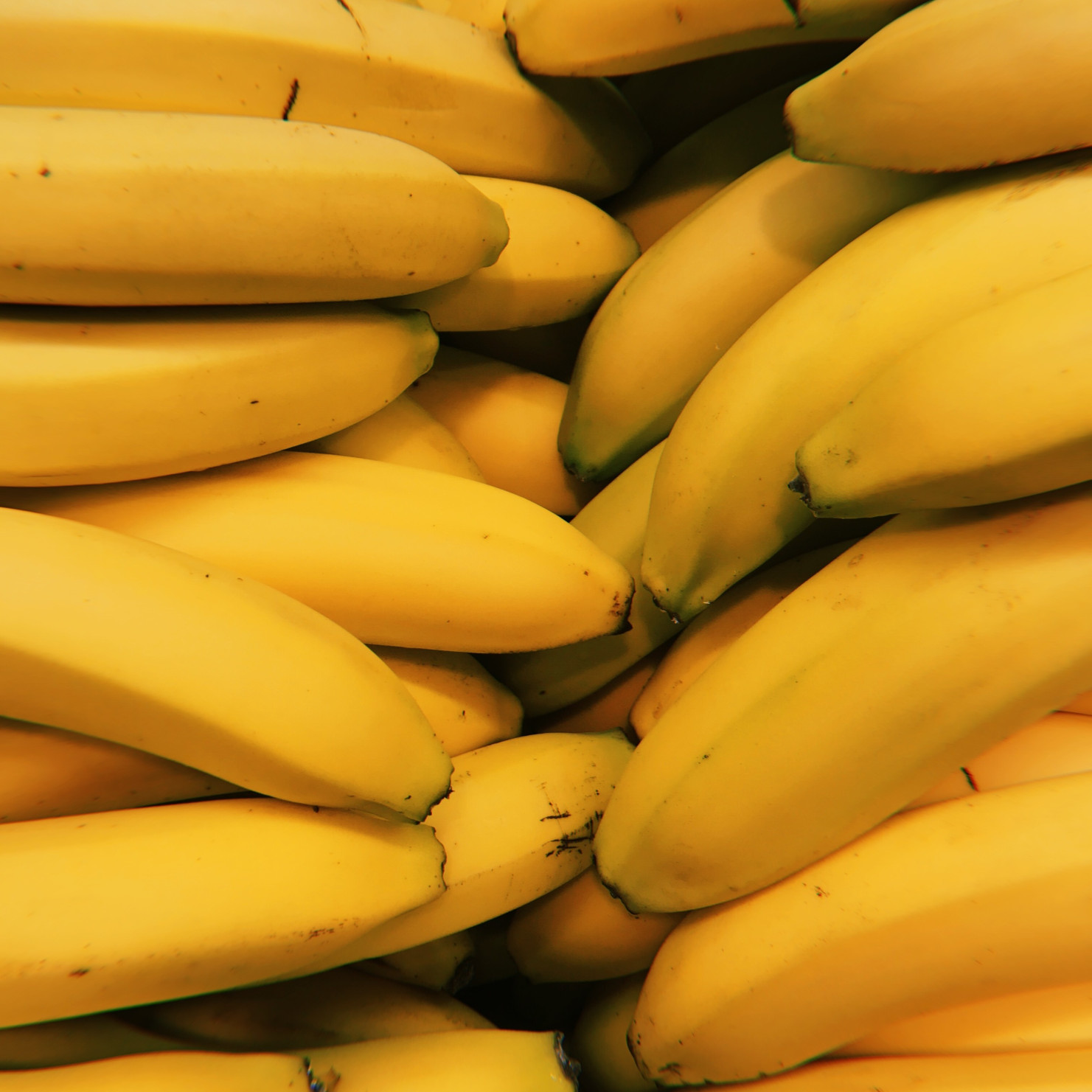 UK Bananas Growing Guide - GrowPatch UK Bananas Growing Guide - GrowPatch