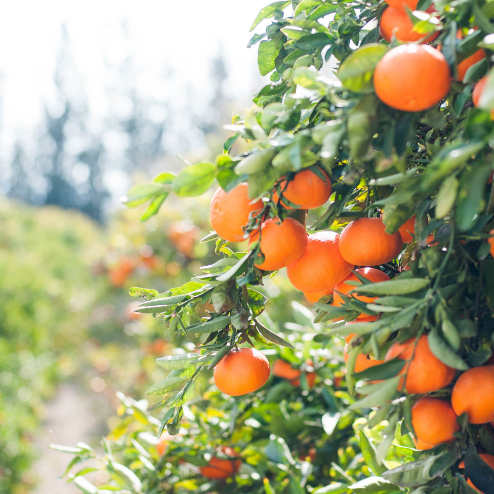 UK Oranges Cultivation Guide - GrowPatch