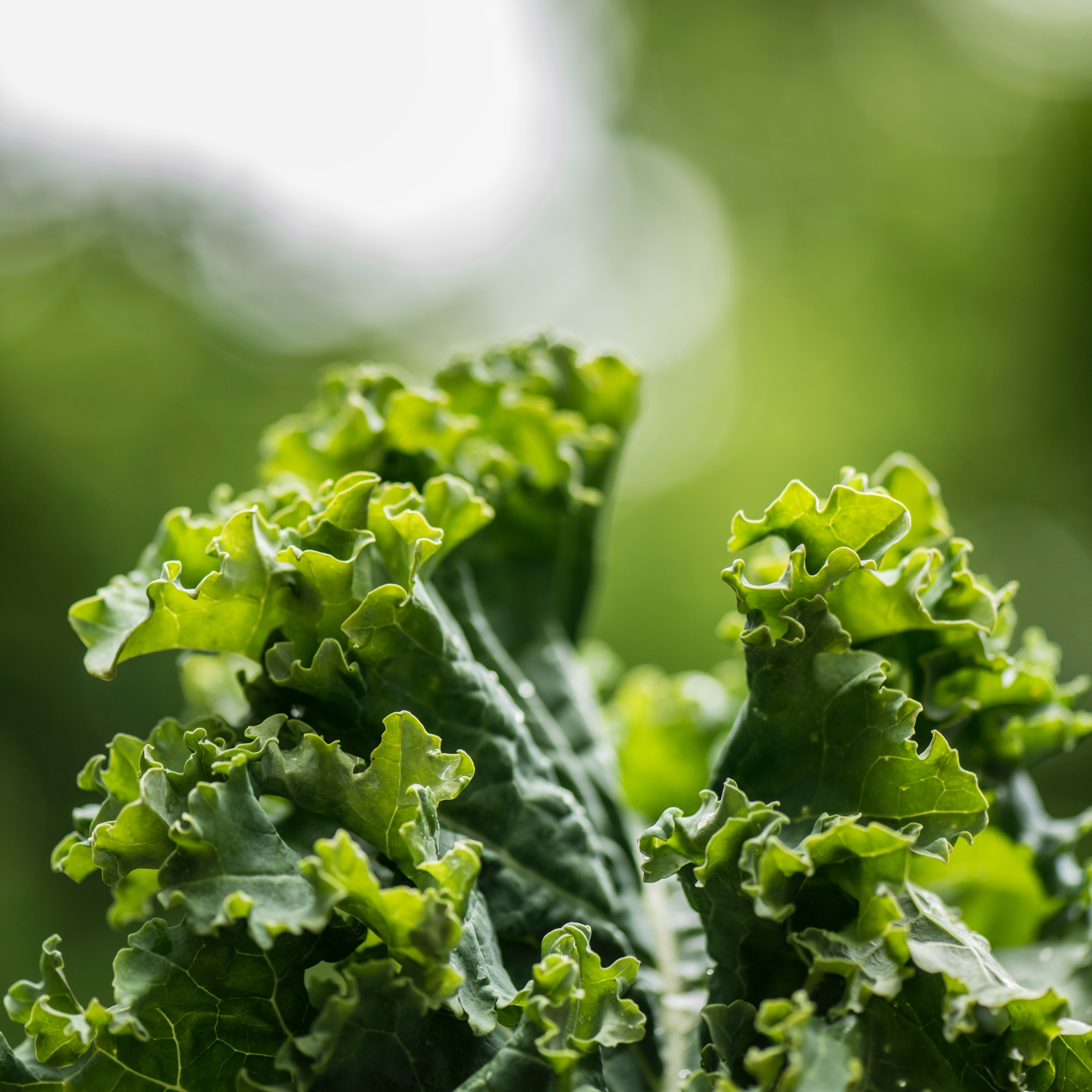 How to Grow Kale in the UK: A Detailed Guide - GrowPatch