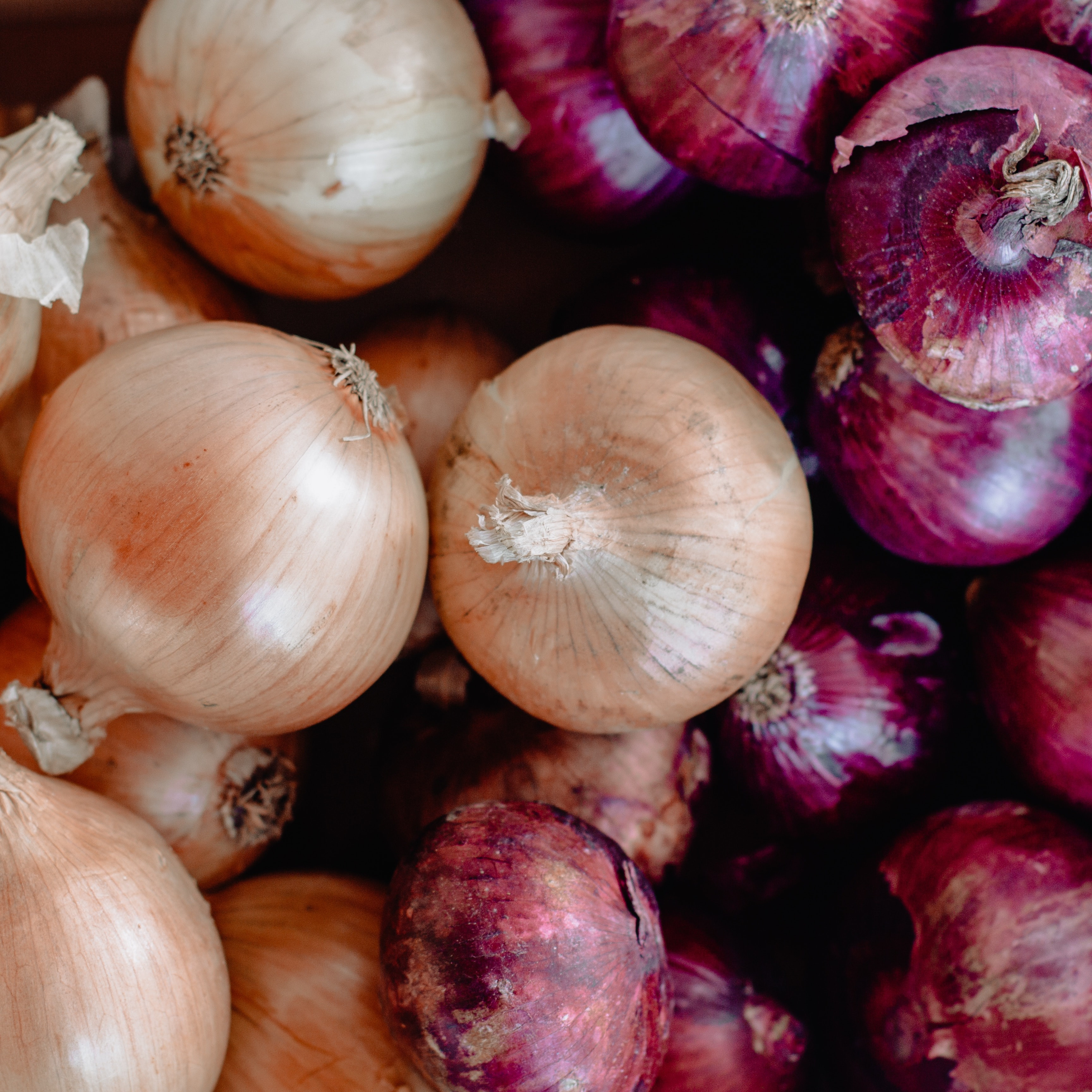 Onions Growing Guide for the UK - GrowPatch
