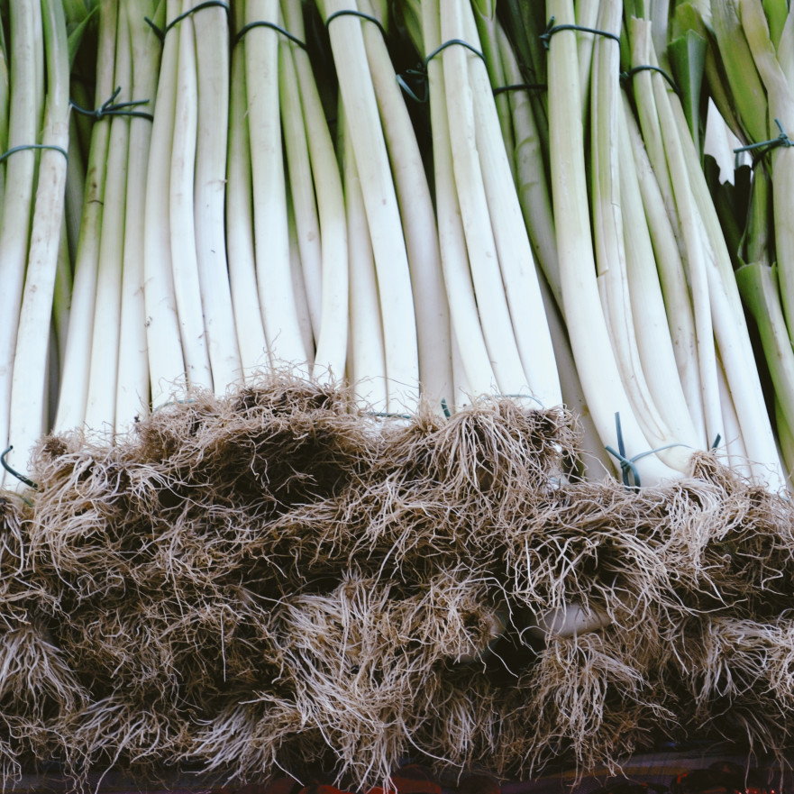 Complete UK Guide to Growing Spring Onions - GrowPatch
