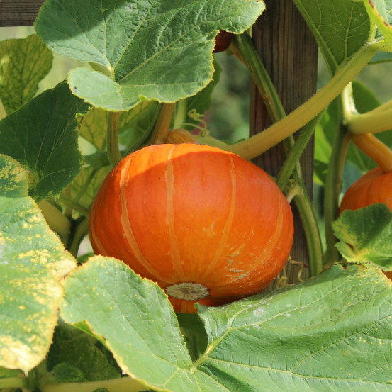 Growing Squash in the UK: A Complete Guide - GrowPatch