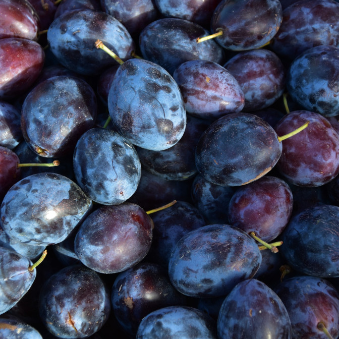 Grow Plums in the UK - GrowPatch