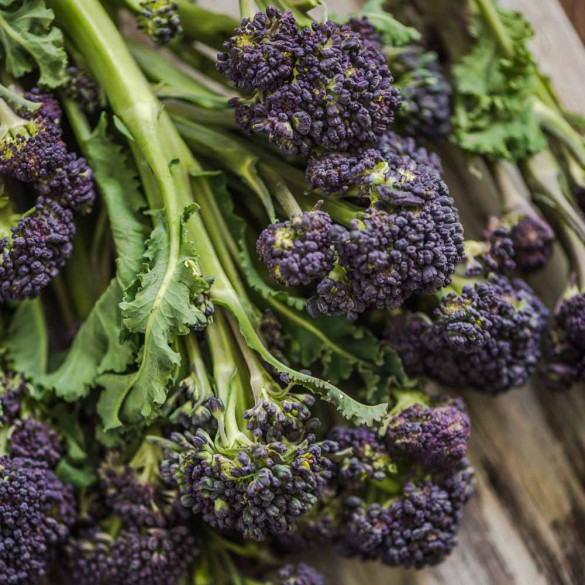 Cultivate Purple Sprouting Broccoli in the UK: A Guide - GrowPatch