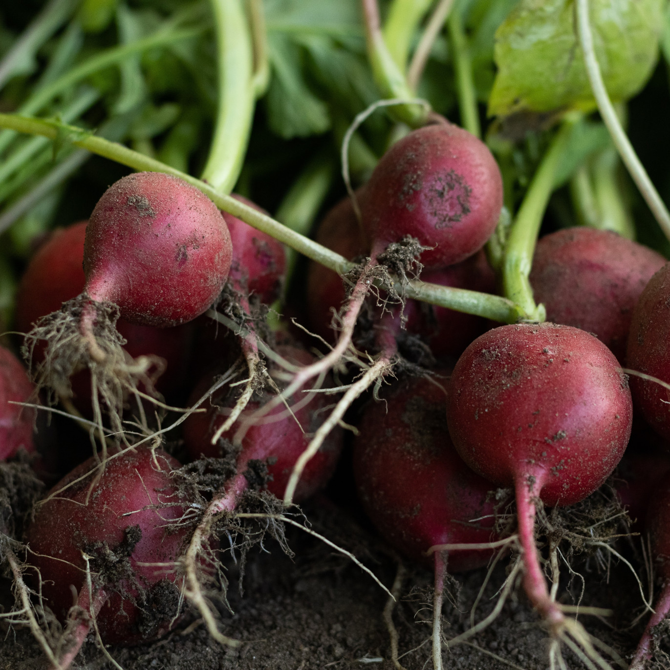 Growing Radishes in the UK: A Complete Guide - GrowPatch