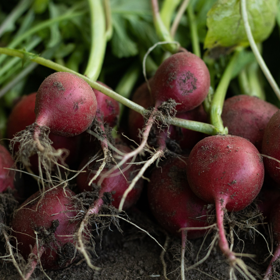 Growing Radishes in the UK: A Complete Guide - GrowPatch