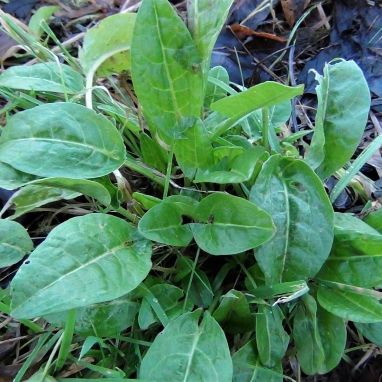 Cultivate Sorrel in the UK: A Guide - GrowPatch