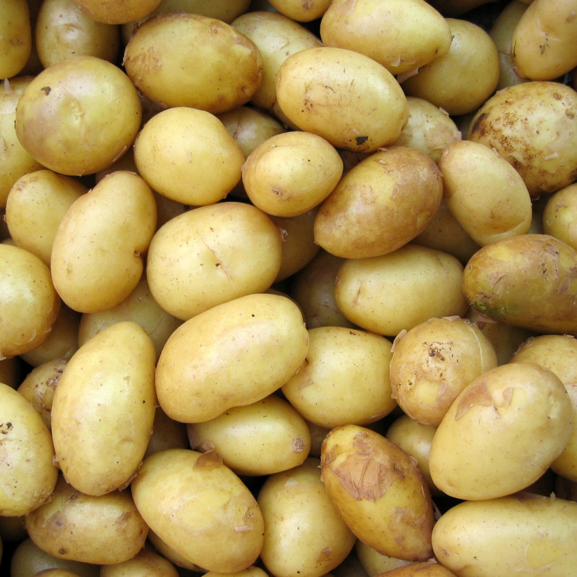 Growing New Potatoes in the UK: A Complete Guide - GrowPatch