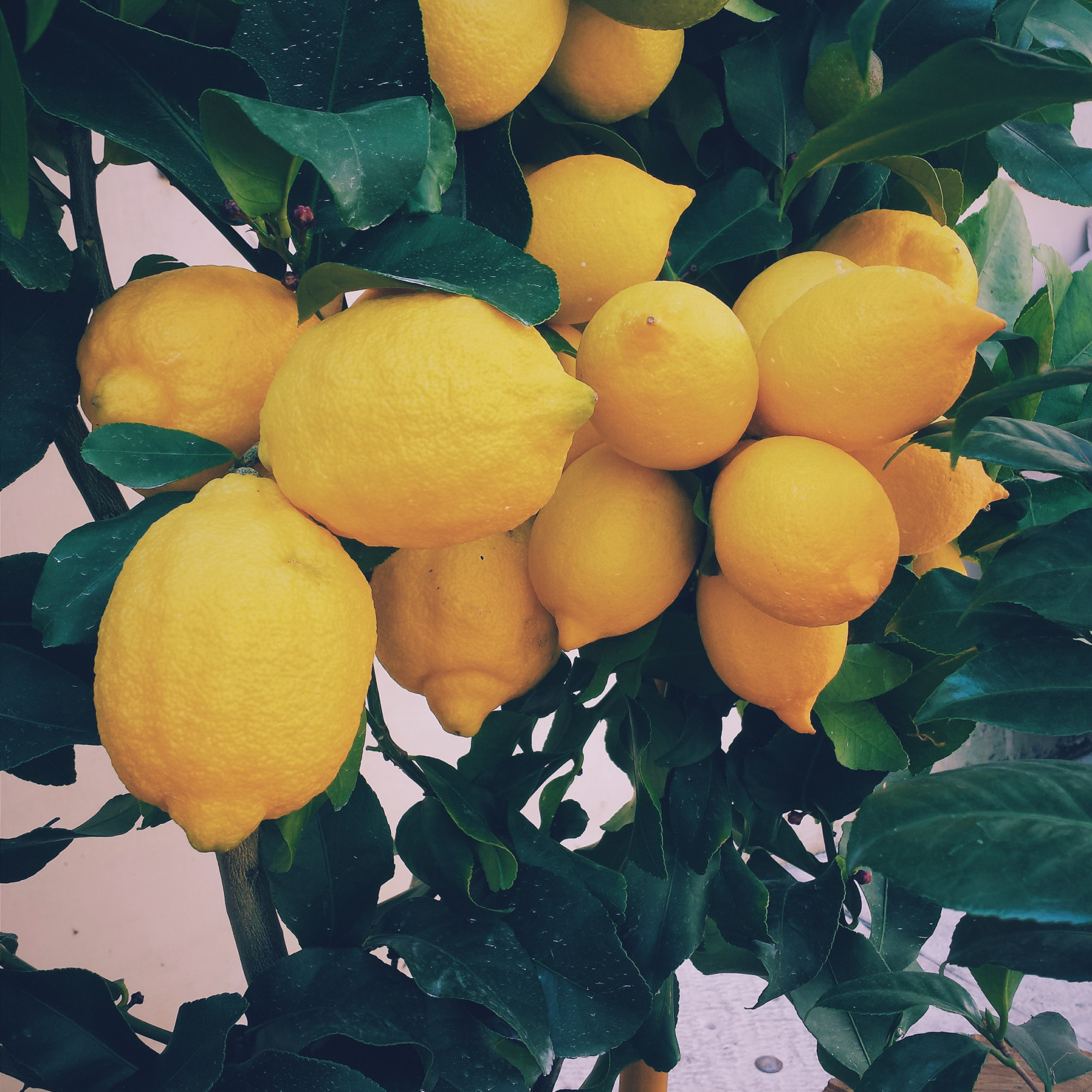 UK Lemon Cultivation Guide - GrowPatch