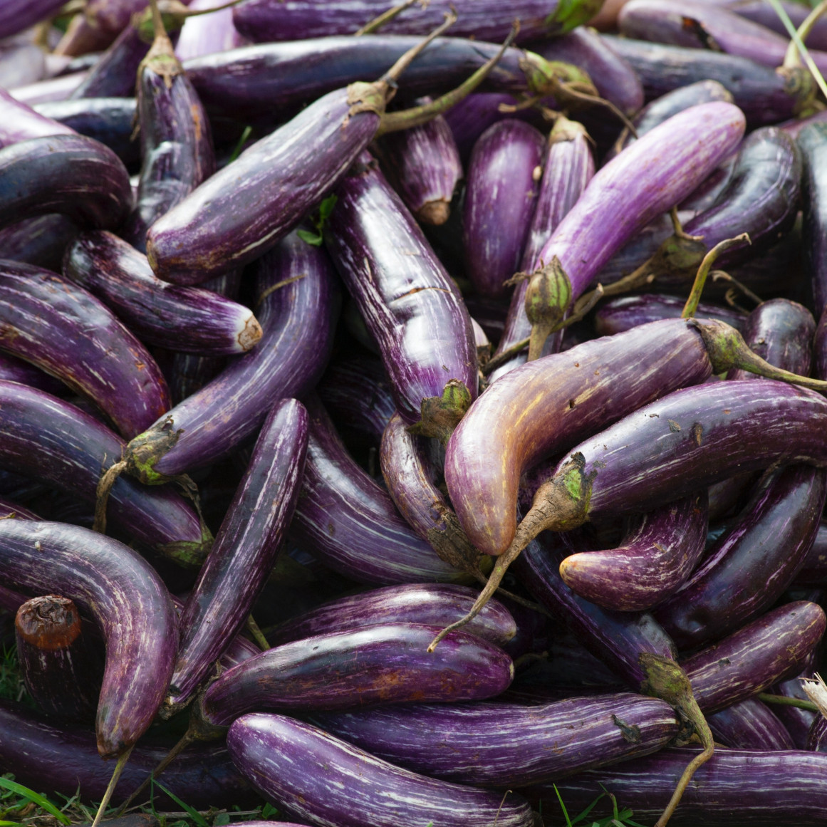 Growing Aubergine in the UK: A Complete Guide - GrowPatch