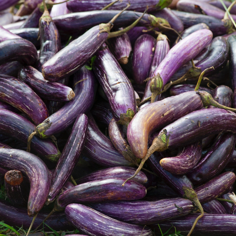 Growing Aubergine in the UK: A Complete Guide - GrowPatch