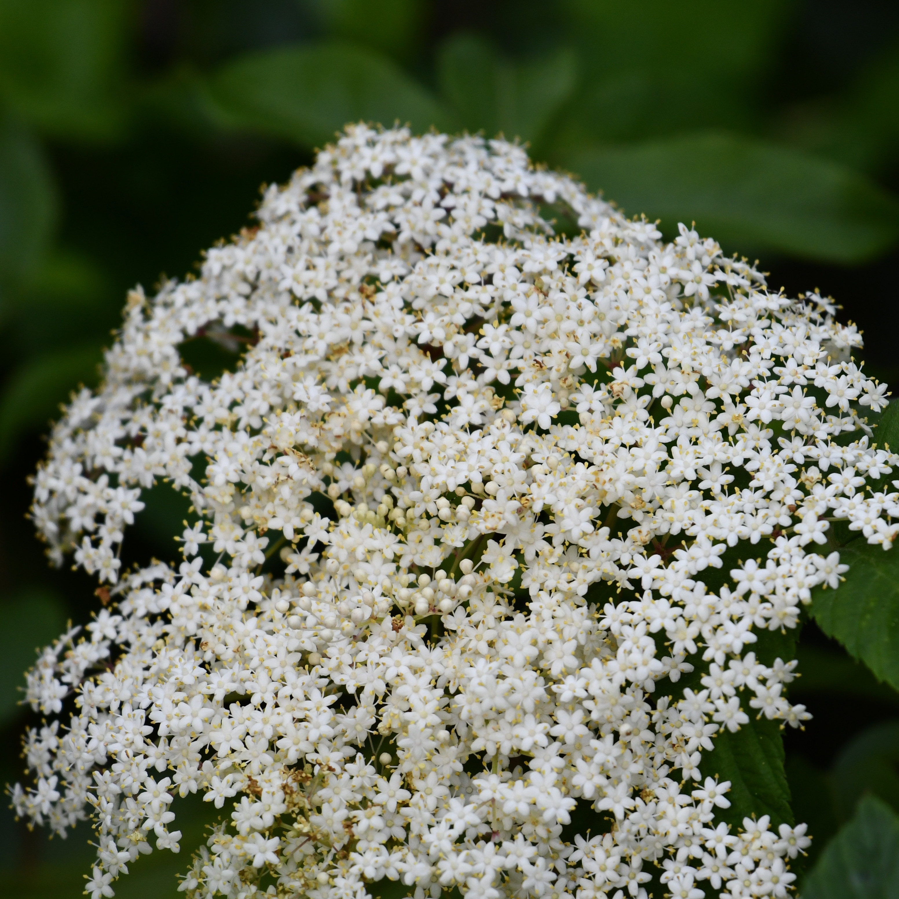 Growing Elderflowers in the UK: A Complete Guide - GrowPatch