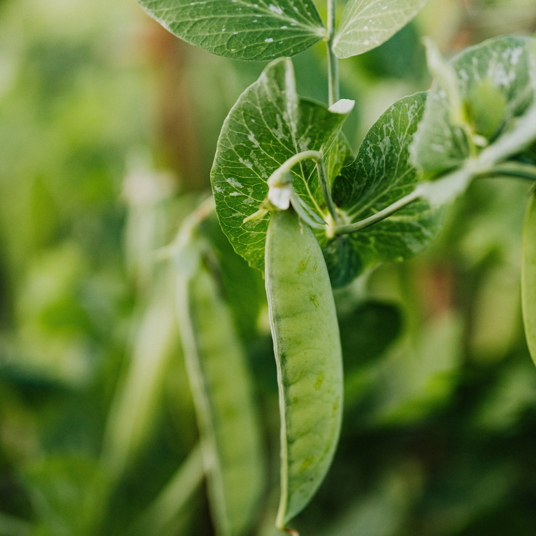 Cultivating Peas in the UK: A Guide - GrowPatch