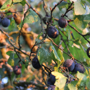 UK Damson Growing Guide - GrowPatch