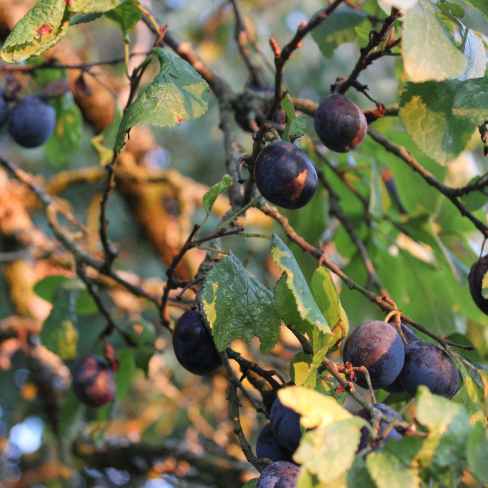UK Damson Growing Guide - GrowPatch