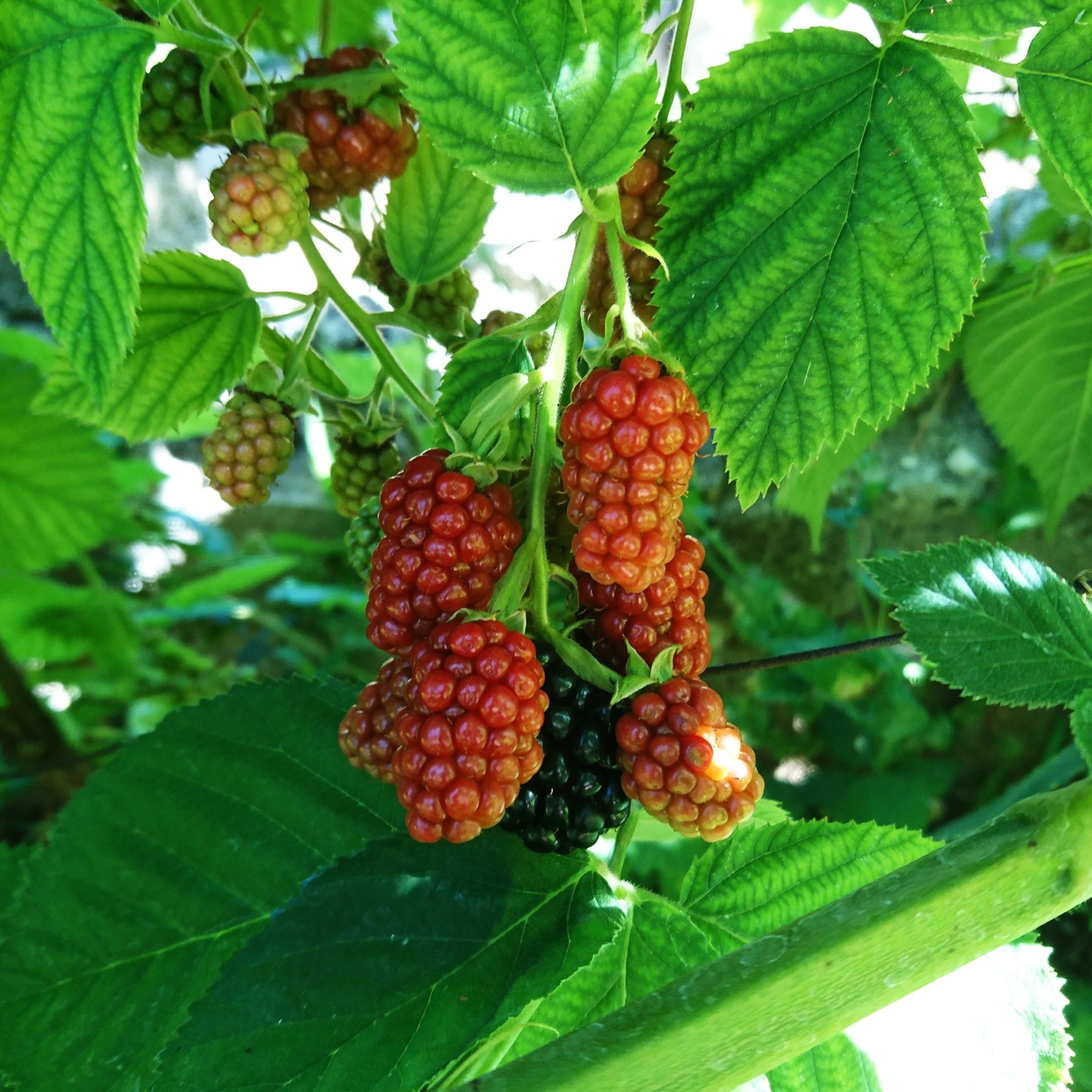 Growing Tayberries in the UK: A Complete Guide - GrowPatch