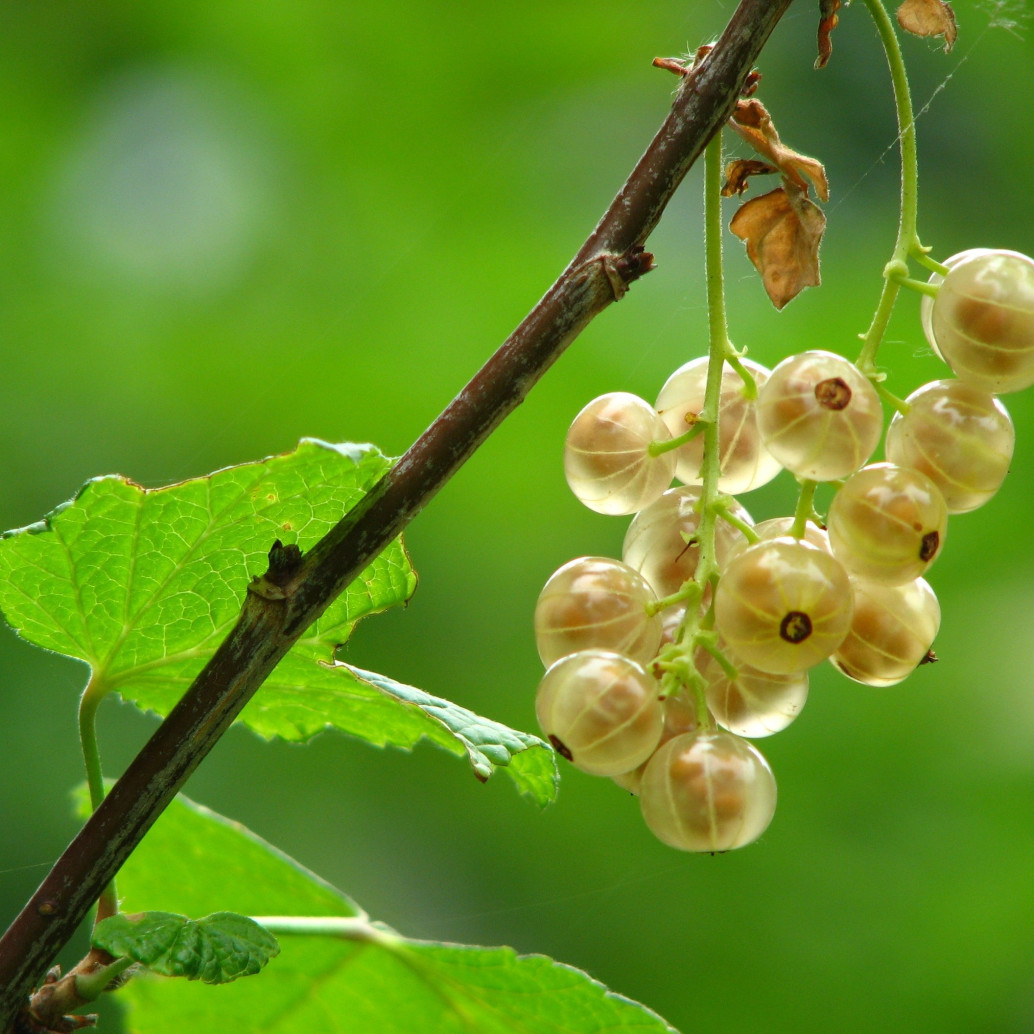 Growing Gooseberries in the UK: A Complete Guide - GrowPatch