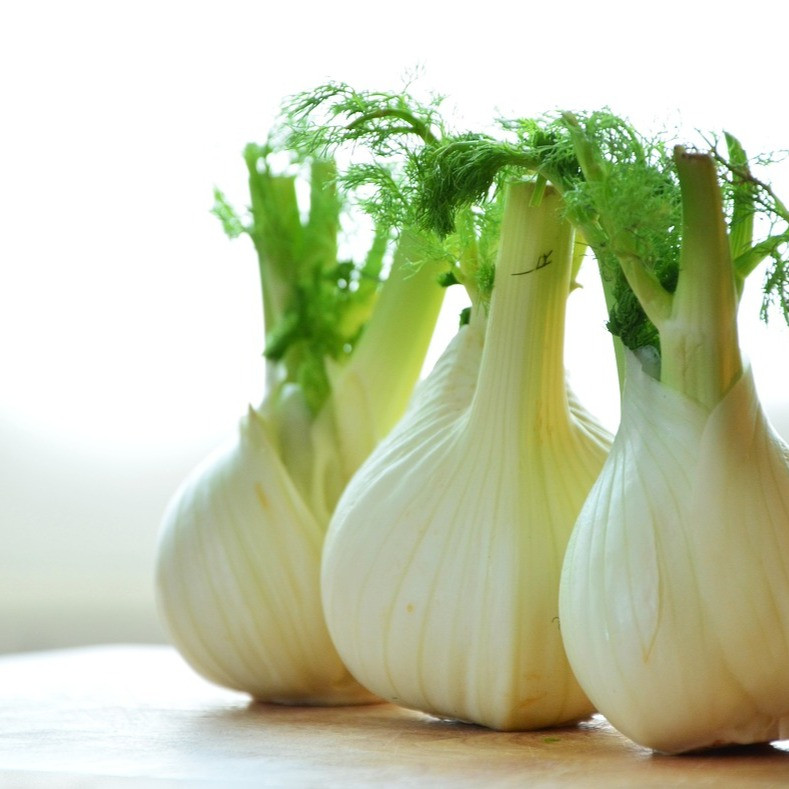 Growing Fennel in the UK: A Complete Guide - GrowPatch
