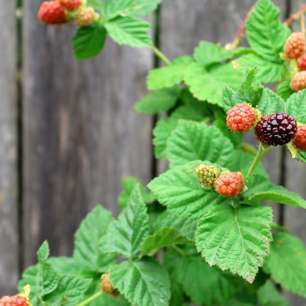 UK Guide to Growing Loganberries - GrowPatch