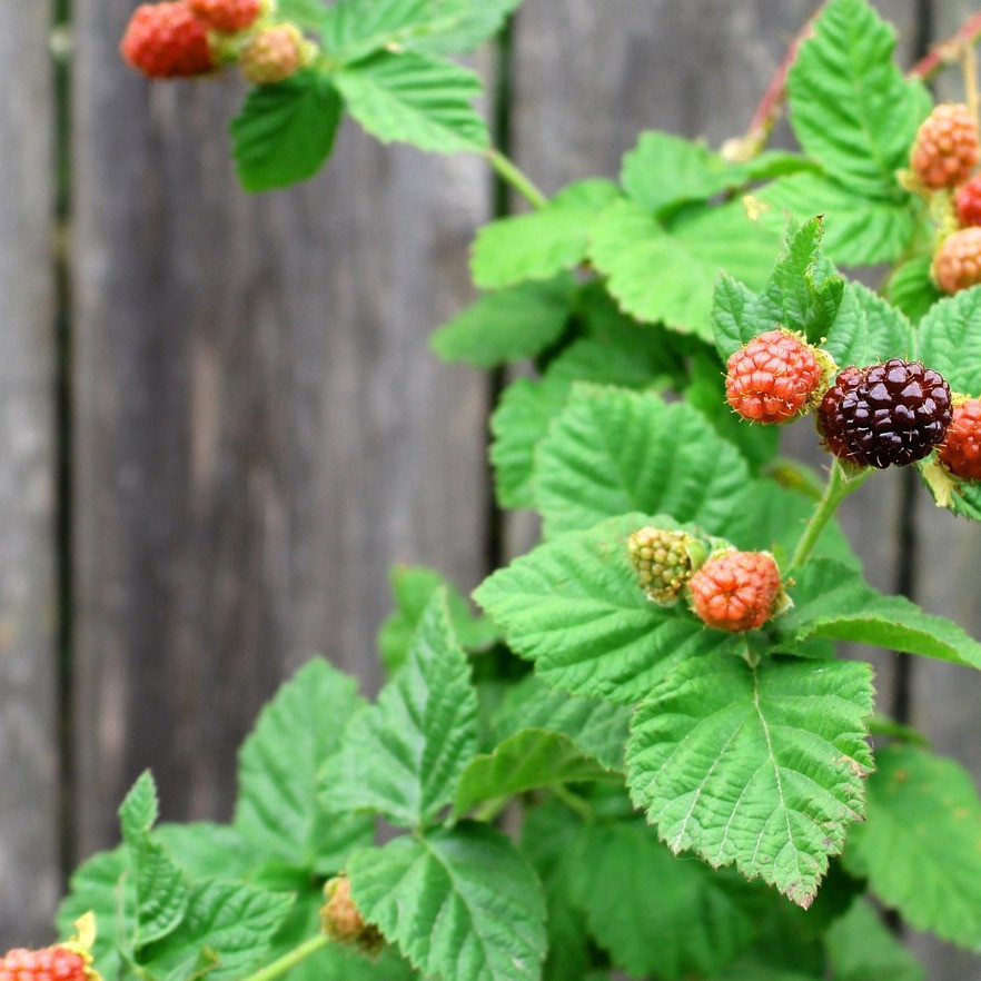 UK Guide to Growing Loganberries - GrowPatch