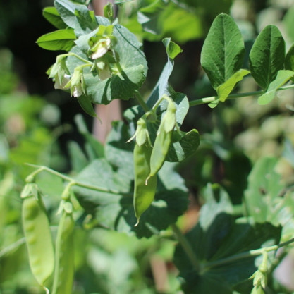 Growing Mangetout in the UK: A Comprehensive Guide - GrowPatch