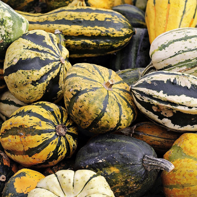 Cultivating Pumpkin in the UK: A Guide - GrowPatch
