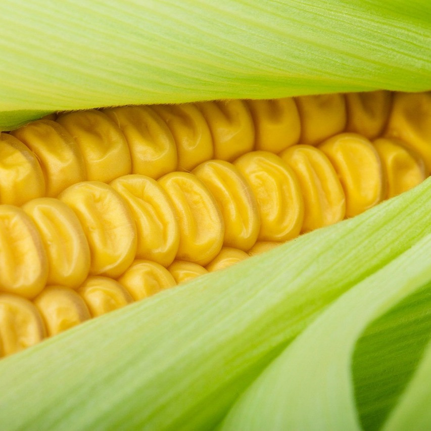 Growing Sweetcorn in the UK: A Comprehensive Guide - GrowPatch