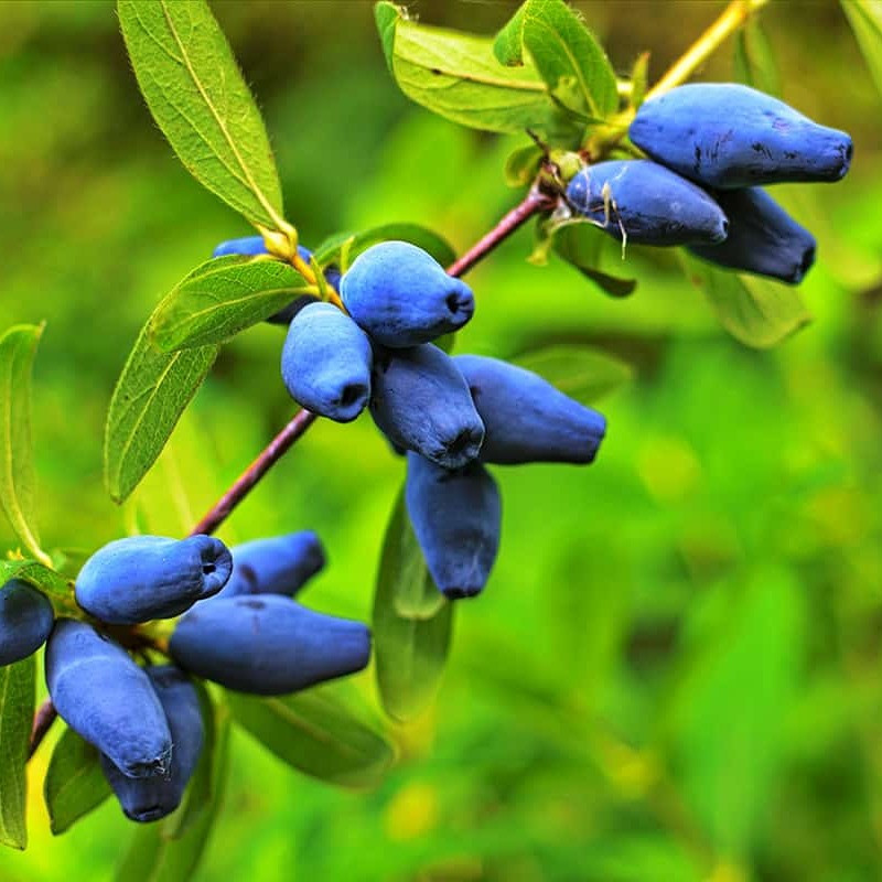 Growing Honeyberry in the UK: A Complete Guide - GrowPatch