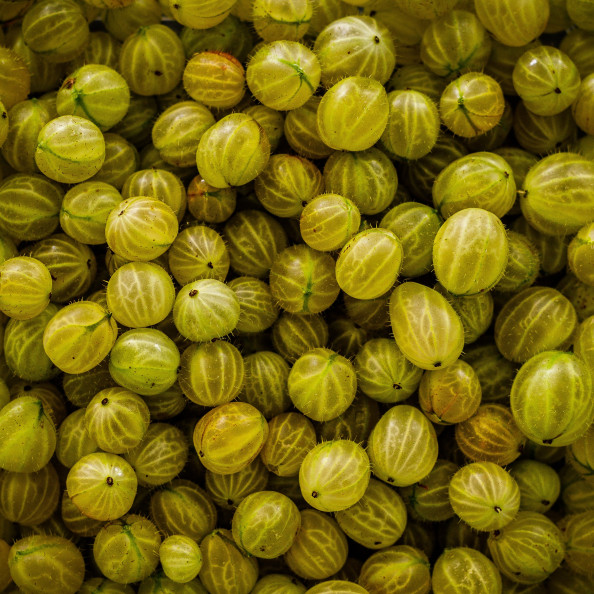 UK Gooseberry Cultivation Guide - GrowPatch